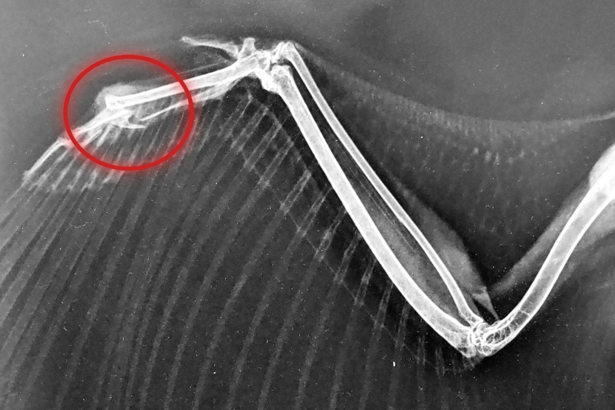 Rehabilitating a Northern Hawk Owl Pt. 2 – Owls in Towels