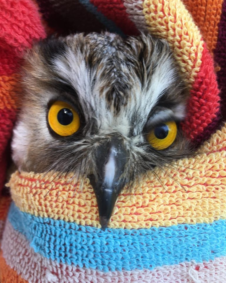 GALLERY – Owls in Towels