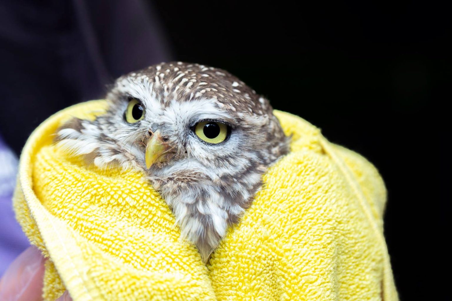 GALLERY – Owls in Towels